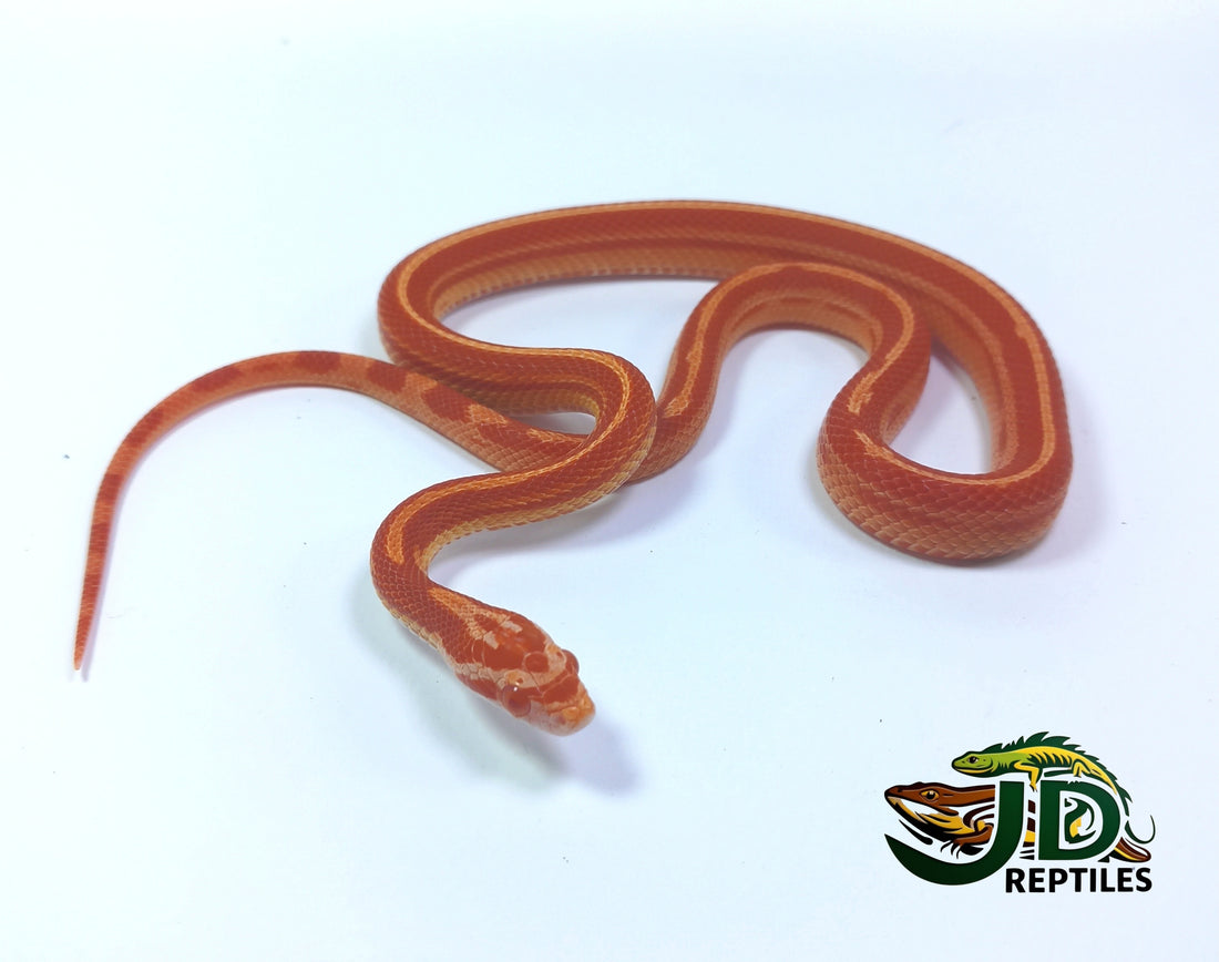 Striped (Corn Snake) – JD Reptiles LB