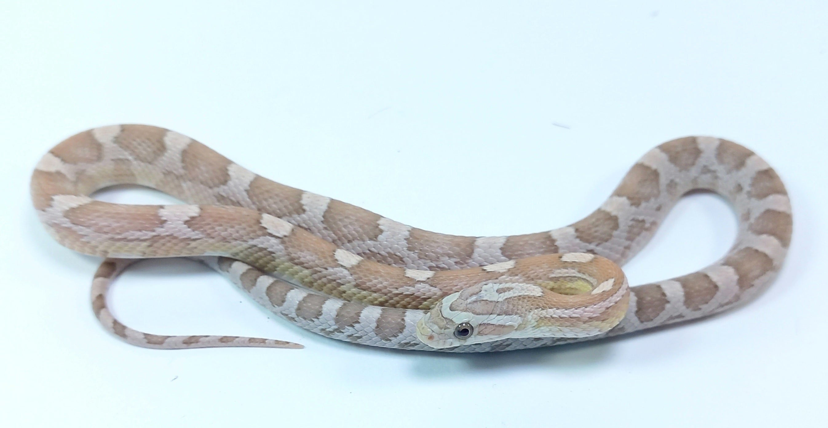 Ghost (Corn Snake) – JD Reptiles LB