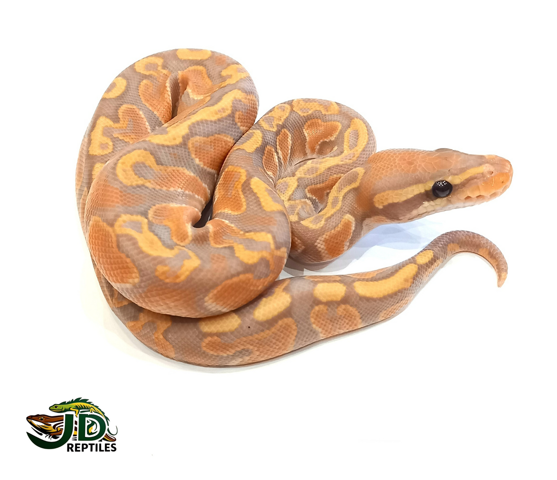 Banana GHI (Ball Python) – JD Reptiles LB
