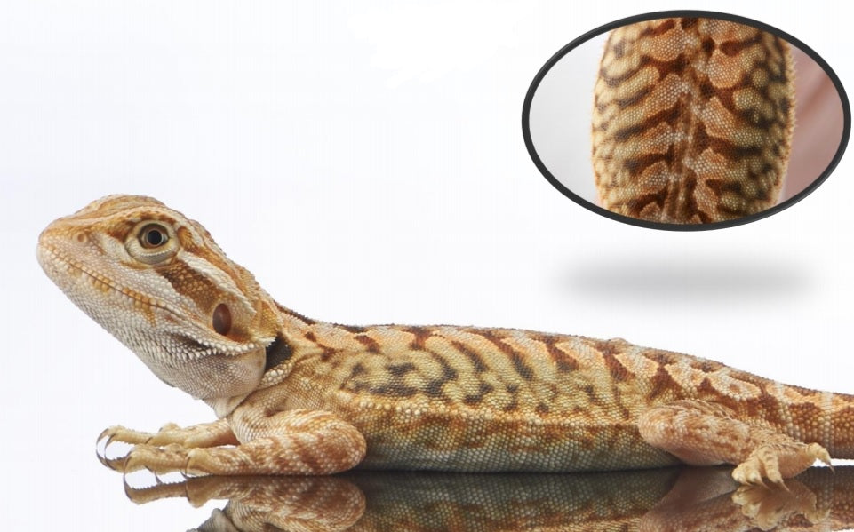 Leather Back (Bearded Dragon) – JD Reptiles LB