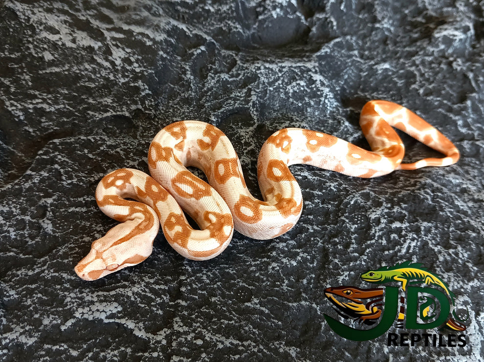 Boa Sharp albino – JD Reptiles LB