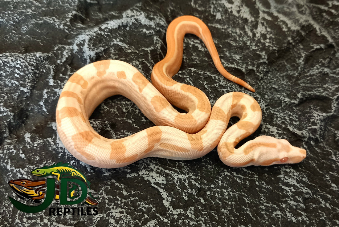 Boa constrictor- Sharp Sunglow – JD Reptiles LB