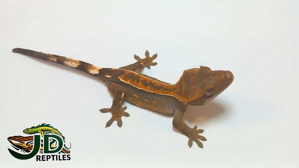 Crested Gecko Flame (#1) – JD Reptiles LB