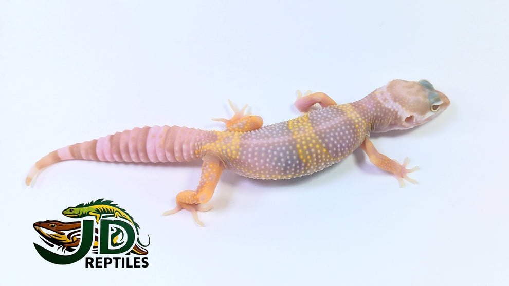 Albino Leopard Gecko #1 for Sale | Captive-Bred Healthy Reptiles – JD ...