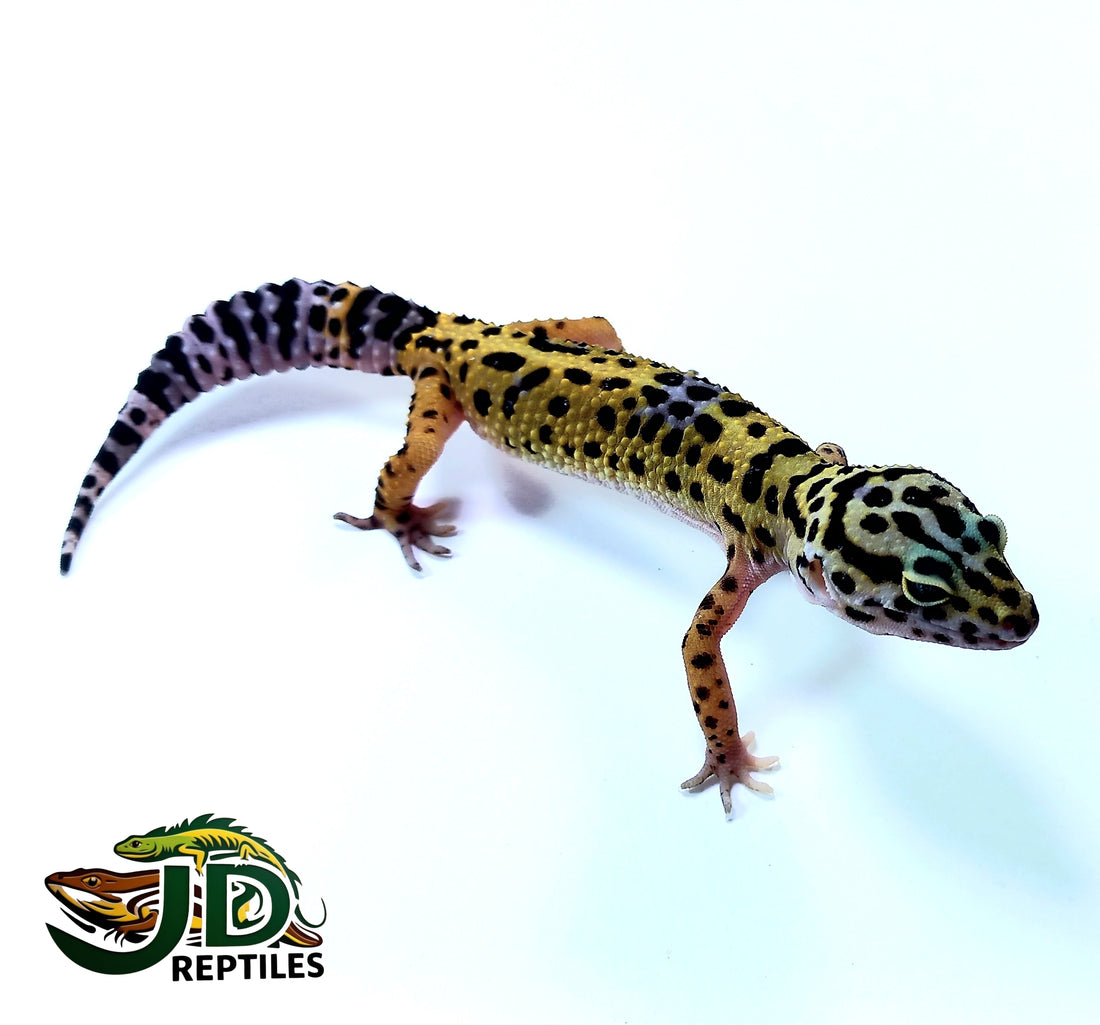 Normal #1 (Leopard Gecko) – JD Reptiles LB